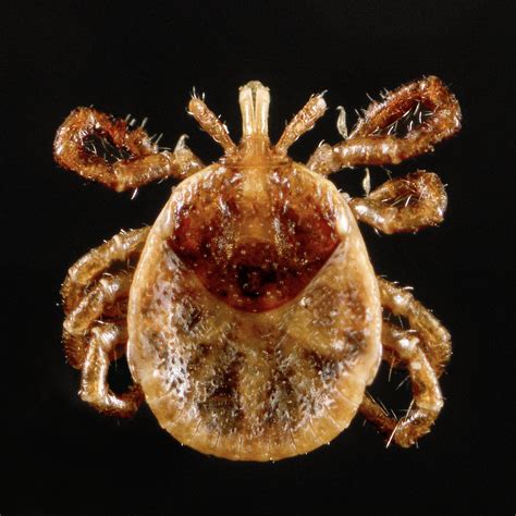 Tick Id Alpha Gal Information