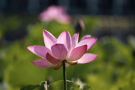 Lotus Flower Plant Free Photo On Pixabay