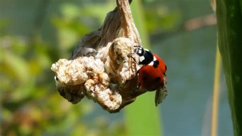 Seven Spotted Ladybug Project Noah