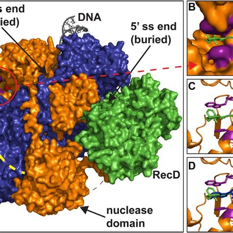 Models For Recbcd Enzyme And Its Chi Dependent Promotion Of Dna Break