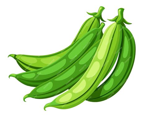 Green Beans Clip Art Realistic Vector Illustration Of Fresh Green Beans Isolated On White