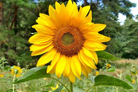 1 000 Free Colorful Sunflower And Sunflower Images Pixabay