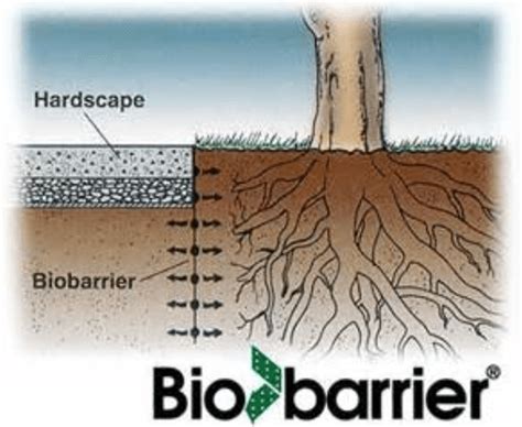 Root Barrier For Trees Effective Root Control Solutions
