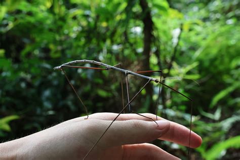 Ramulus Caii From 中国广东省深圳市龙华区 On July 23 2023 At 0445 Pm By Luxirty