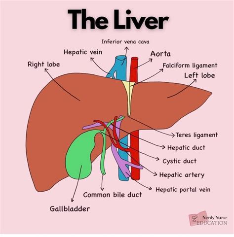Best 13 Liver And Hepatobiliary System Functions Diseases And Care Artofit