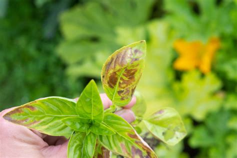 6 Common Basil Growing Problems And How To Fix Them