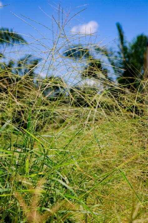 Beautiful Grass On A Blue Background Stock Image Image Of Lawn