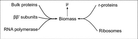 5 Biomass Formation The Accumulation Of Biomass Results From De Novo Download Scientific