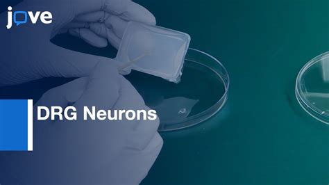 Alignment And Myelination Of Drg Neurons Protocol Preview Youtube