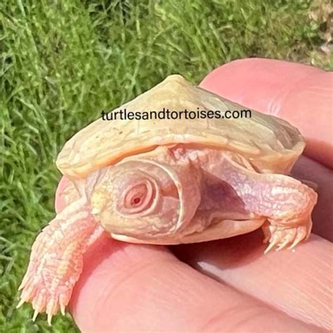 Cyber Monday Sale Albino Red Ear Sliders Trachemys Scripta Elegans