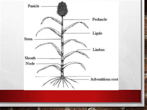 Sorghum Genetic Breeding Floral Biology PPTX