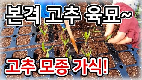 고추 본격 고추 육묘~ 고추 모종 가식 고추 육묘 방법 고추 모종 가식 방법 전열 없이 고추 육묘 가능할까