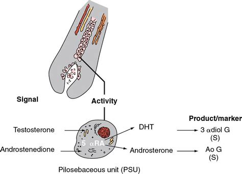 Androgen Excess In Women Clinical Tree