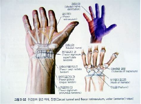 손 손목 및 손가락 굴곡근 Flexors Of The Hand Wirist And Fingers 네이버 블로그