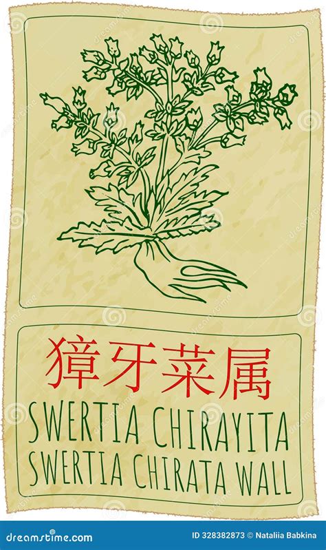Vector Drawing Swertia Chirayita In Chinese Hand Drawn Illustration Stock Vector Illustration