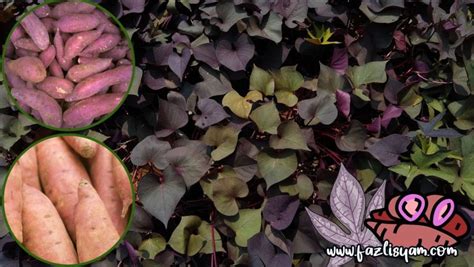 Keledek Jenis Pembiakan Dan Potensinya Segalanya Tentang Tumbuhan…