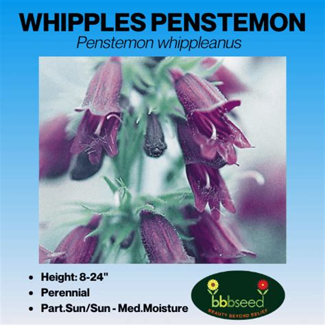 Penstemon Whipples Penstemon Whippleanus Bbb Seed