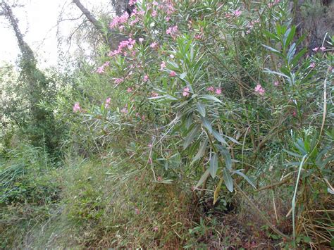 Adelfa Nerium Oleander Plantas Riomoros