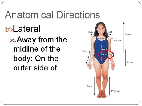 Anatomical Directions Movements Sports Medicine I Anatomical Position