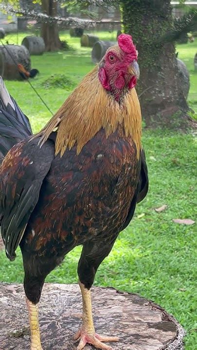 Grey Japanese Gamecock Tonio And Mica Gamefarm Philippines