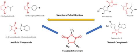 Maleimide Structure A Promising Scaffold For The Development Of