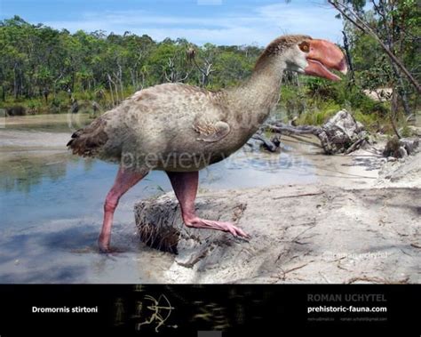 Dromornis Alchetron The Free Social Encyclopedia