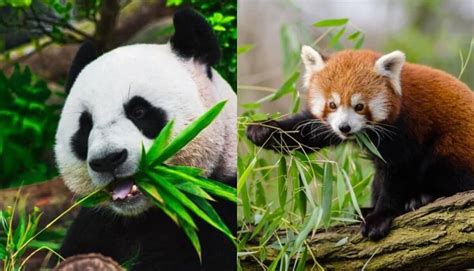 types of pandas 2 species with pictures wild explained