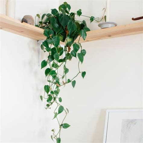 تزیین پتوس با قیم روی دیوار تزیین گل رونده در خانه و آشپزخانه