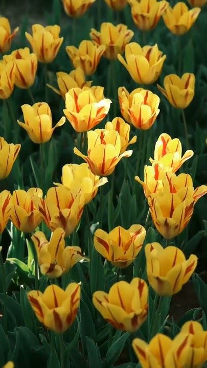 Canta Ubax Udgon Carfta Subasgaebaris Youtube