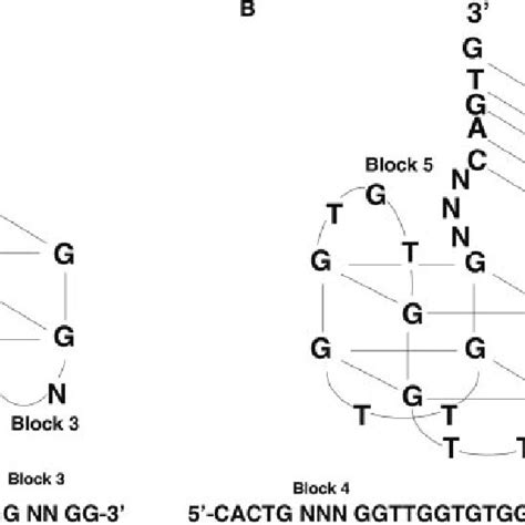 Scheme Of The Dna Oligonucleotides And The Presumed Form Of The Download Scientific Diagram