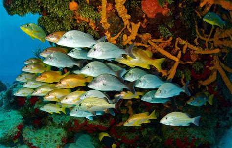 School Of Reef Fish Travelworld International Magazine