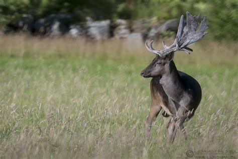 Stepping Up For Gemenc Forest Lensman Lennart Hessel Photography