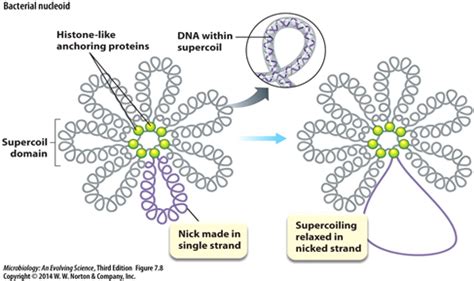 Genetics Chromosome Structure Flashcards Quizlet