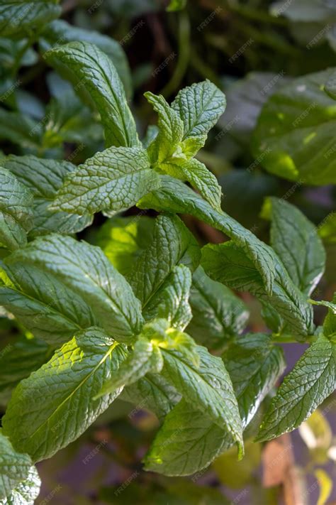 Premium Photo Fresh Spearmint Common Mackerel Mint Mentha Spicata