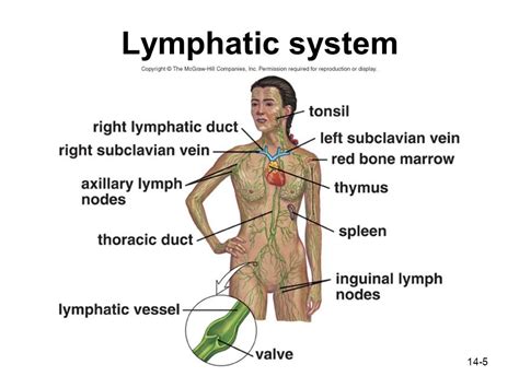 Lymphatic System Diagram Quizlet