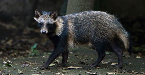 Jenot możliwe pochodzenie COVID 19 mówi nowa analiza El Financiero