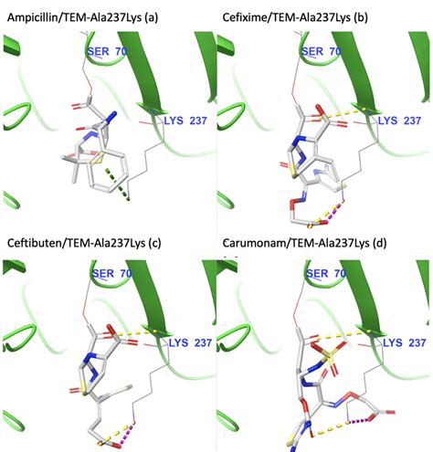 Visual Inspection Of The Intermolecular Interactions With Lys237 For