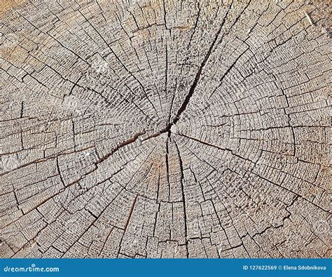 Seamless Trunk Tree Texture Stock Image CartoonDealer Com 54244969
