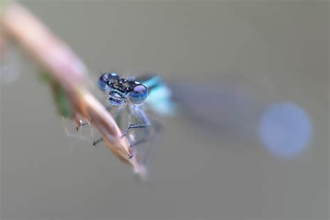 400 000 Free Dragonfly Background And Dragonfly Images Pixabay