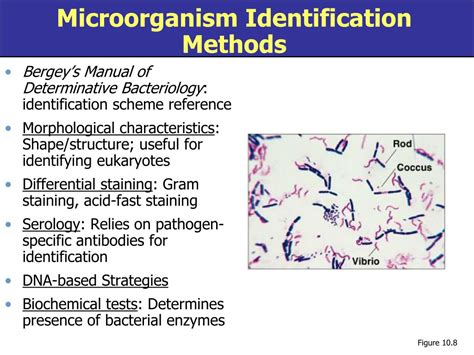 PPT Chapter Methods For Classifying And Identifying Microorganisms PowerPoint Presentation