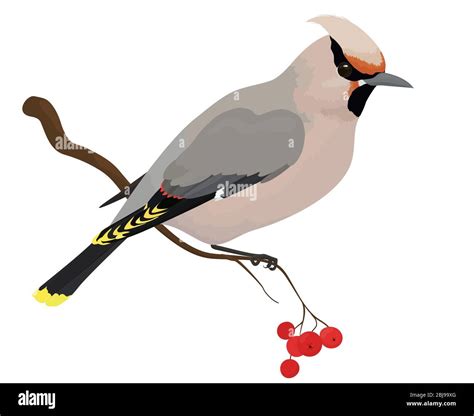 Waxwing Vector Illustration Of Bird On Tree Isolated On White Background Stock Vector Image