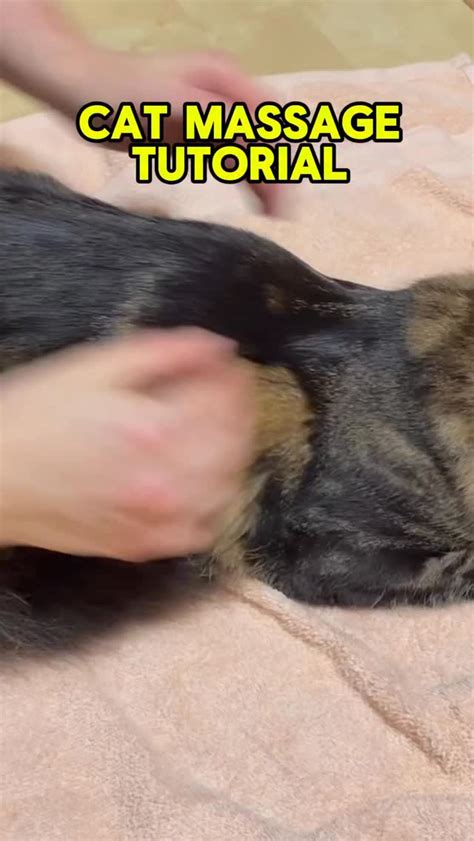 Massaging Your Cat Might Seem A Little Silly But It Actually Comes