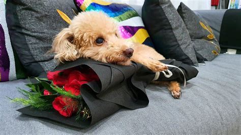 Johnny With Roses For Valentines R Aww
