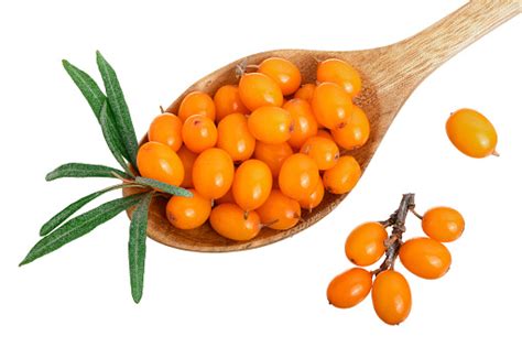 바다 갈 매 나무속입니다 신선한 익은 베리와 Woden 숟가락에 고립 된 흰색 배경 나뭇잎 최고의 볼 수 있습니다 평면 위치 패턴 0명에 대한 스톡 사진 및 기타 이미지