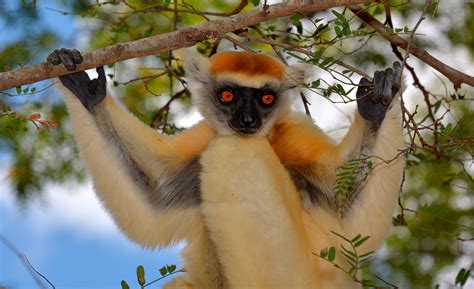 Golden Crowned Sifaka