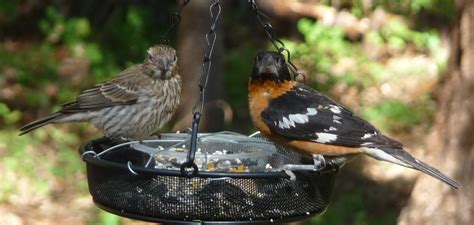 Discover Birds With The Merlin Bird App A Voice Within