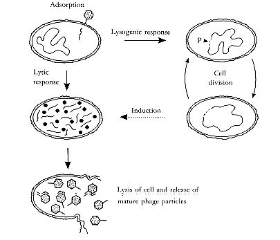 Lambda Vector At Vectorified Com Collection Of Lambda Vector Free For Personal Use