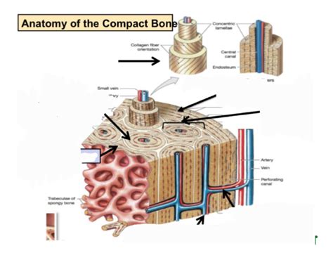 Anatomy Of The Compact Bone Diagram Quizlet