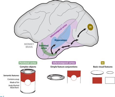 Figure 2 From Perception And Memory In The Ventral Visual Stream And