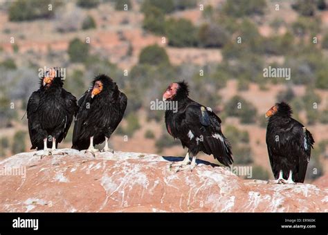 Juvenile California Condors The Largest North American Land Bird In The Vermilion Cliffs